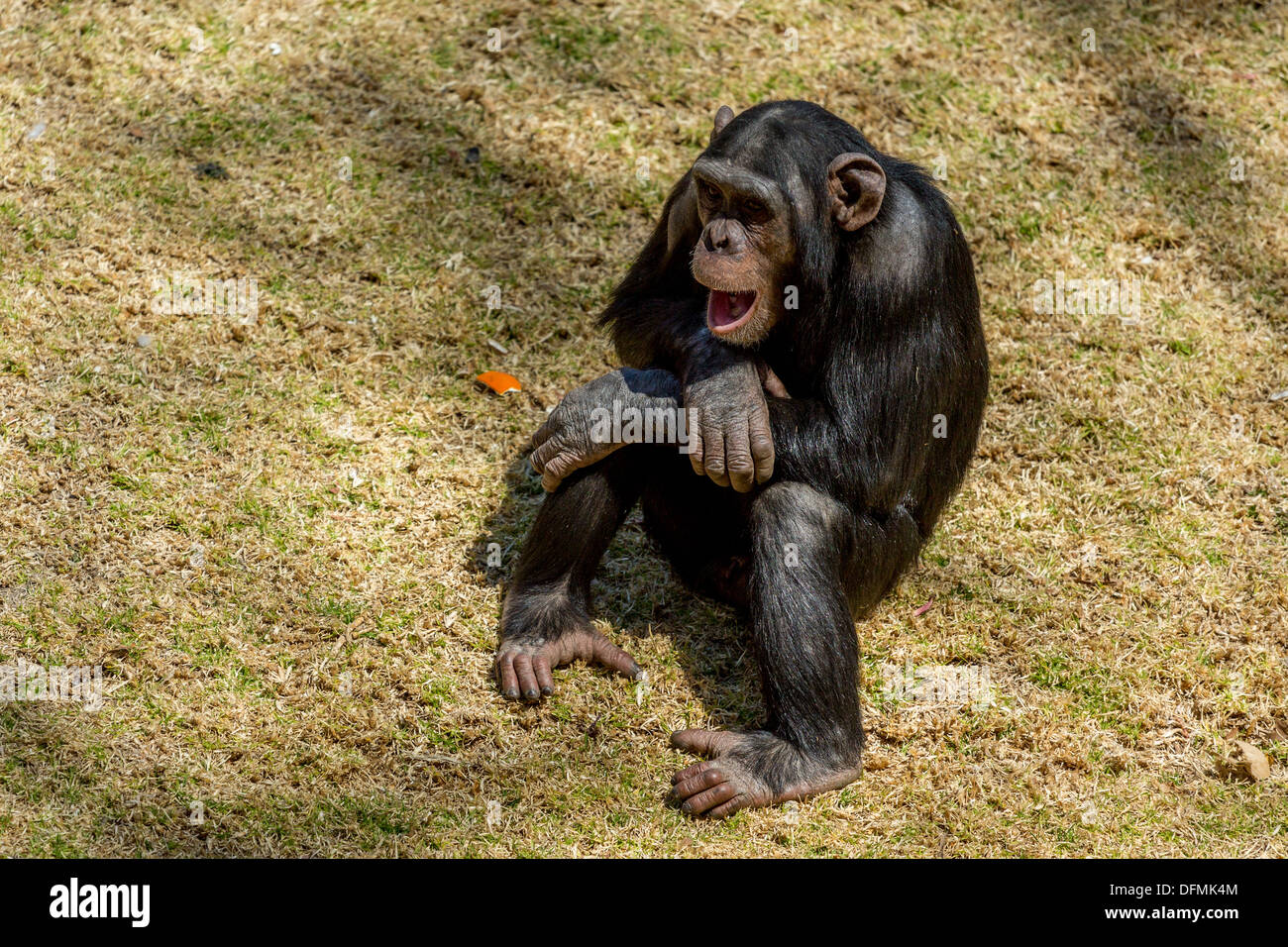 Chimp hand hi-res stock photography and images - Alamy