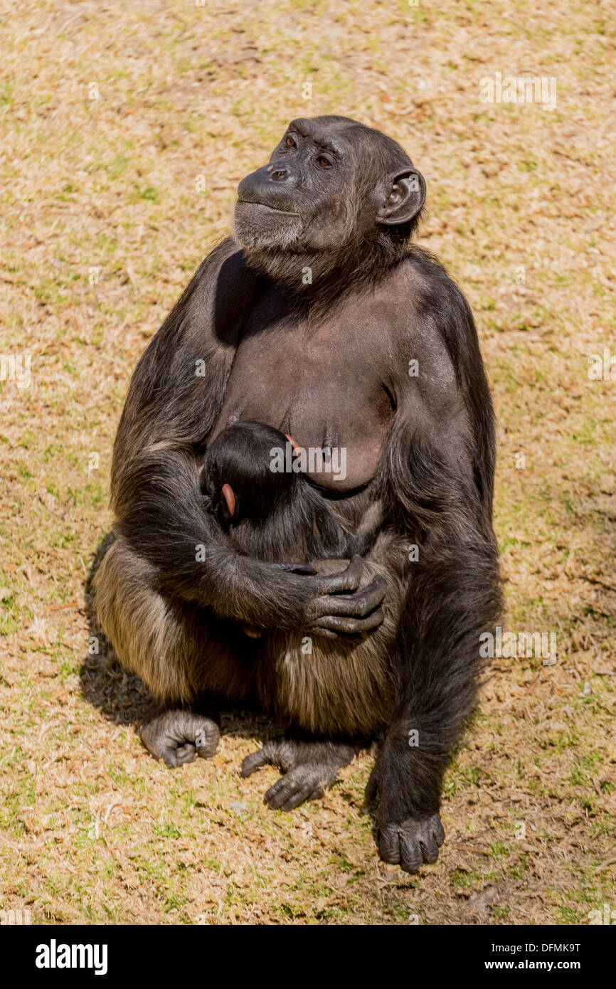 A female adult chimp sitting down and cuddling her baby Stock Photo - Alamy