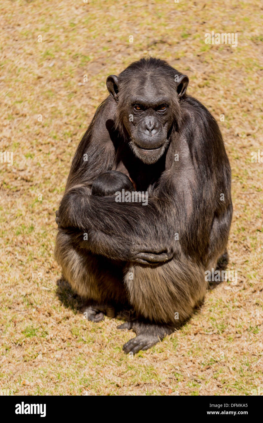 A female adult chimp sitting down and cuddling her baby Stock Photo - Alamy