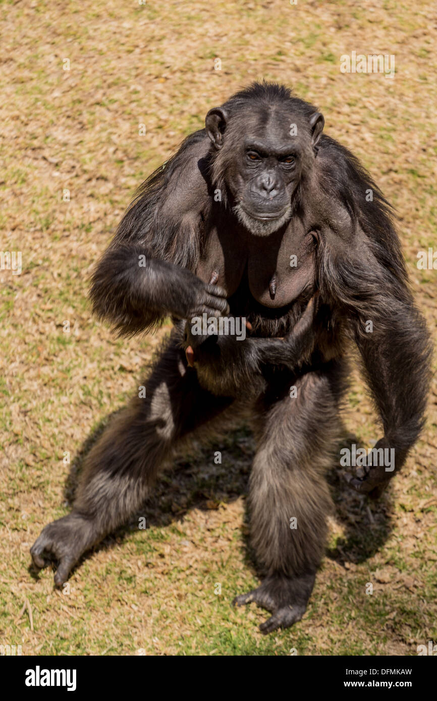 A female chimp carrying her child on her stomach Stock Photo - Alamy