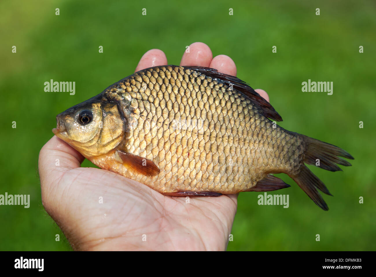Large freshwater fish crucian in the hand Stock Photo - Alamy
