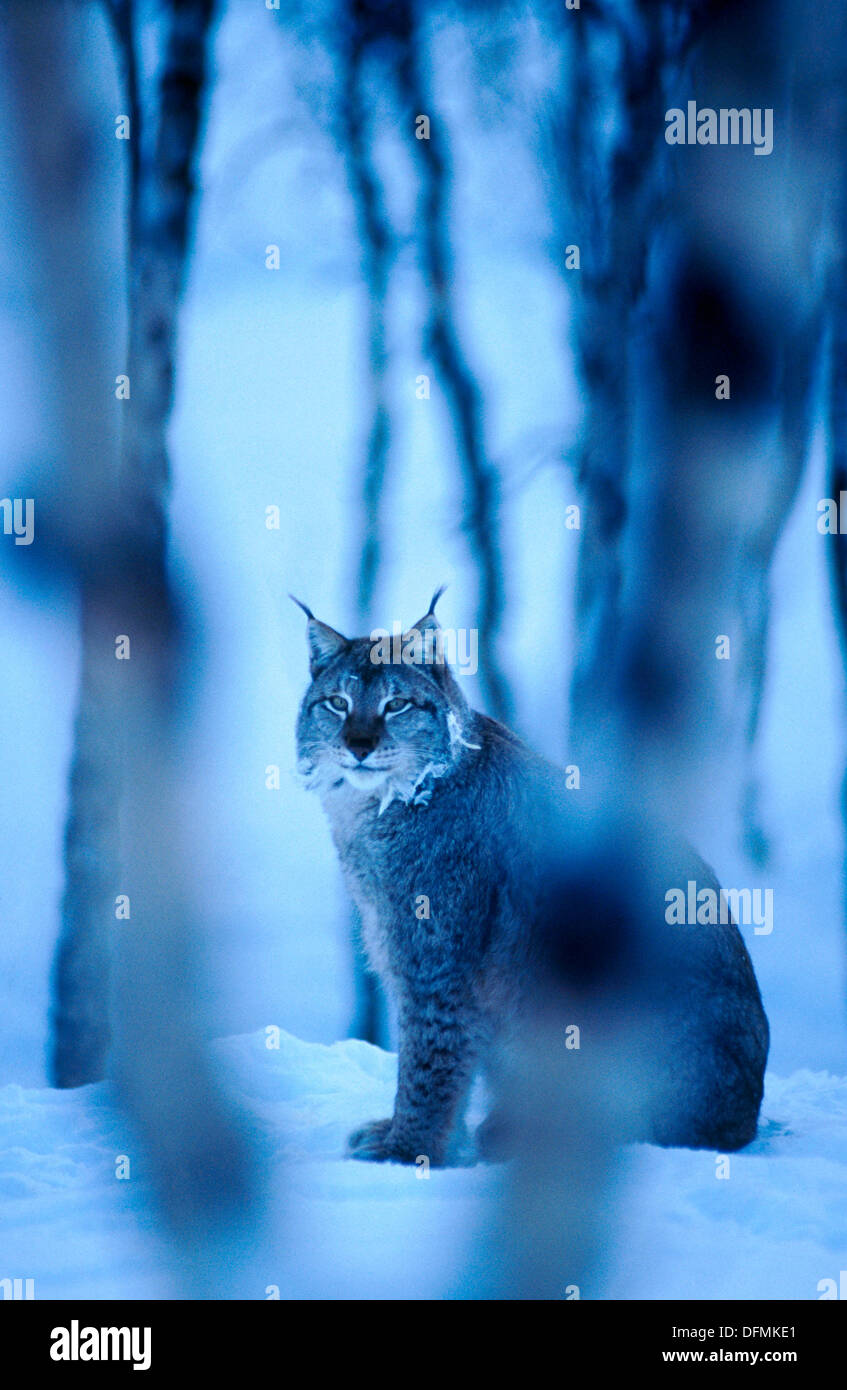 Lynx (Lynx lynx). Norway Stock Photo - Alamy