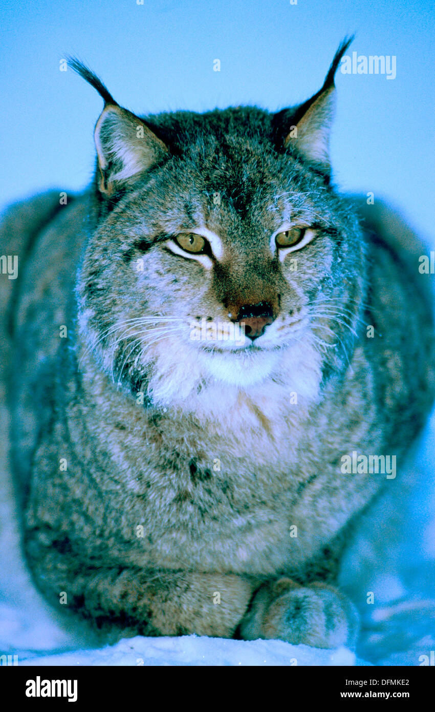 A lynx (Lynx Lynx) head in close up. Norway Stock Photo - Alamy