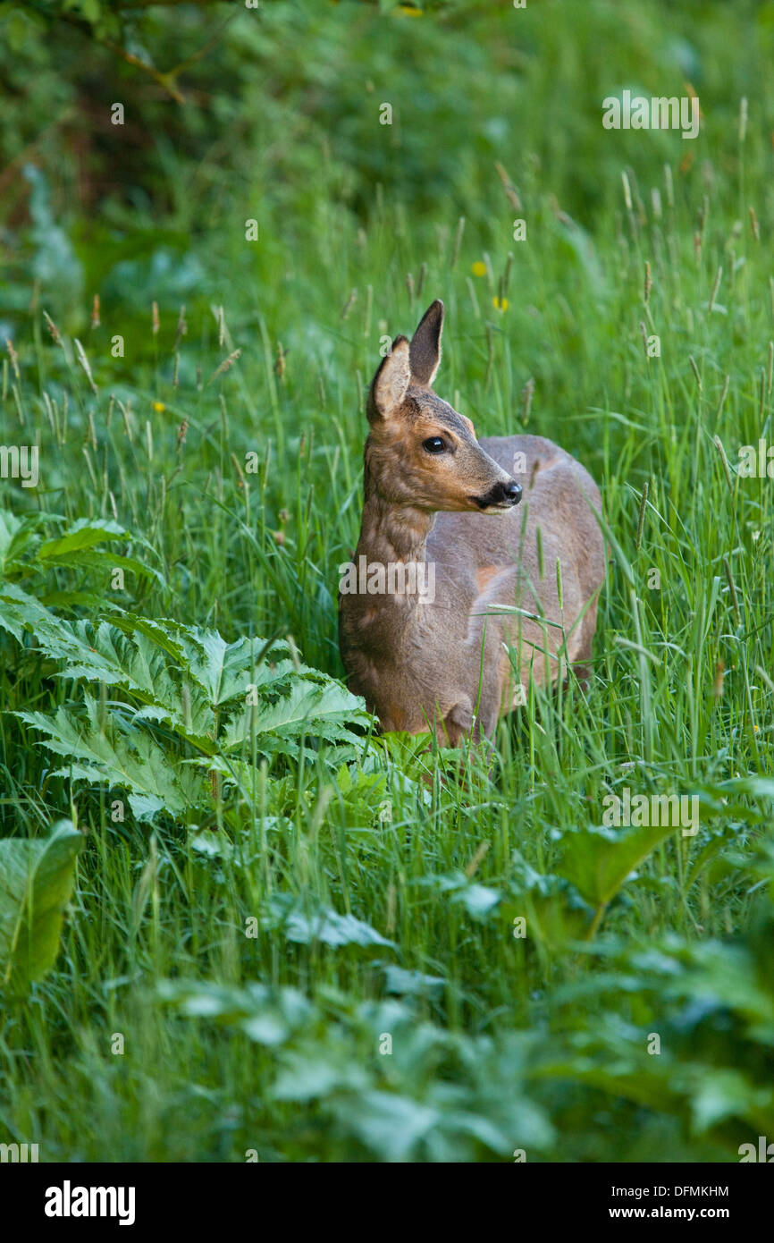 Molting Roe Deer (Capreolus capreolus) in spring. In a field on the ...