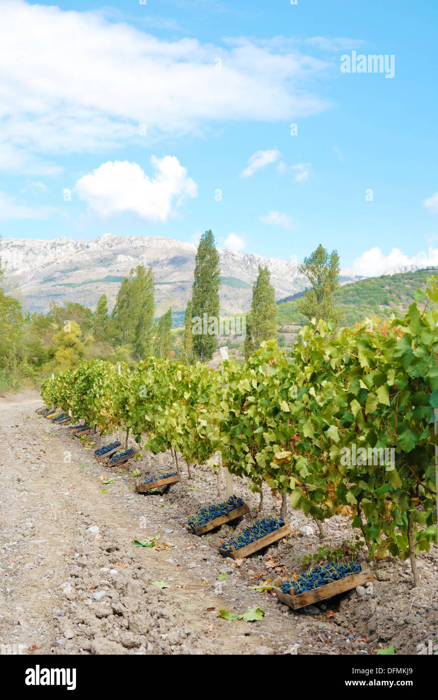 Full wooden boxes with grape bunches beside vines Stock Photo - Alamy