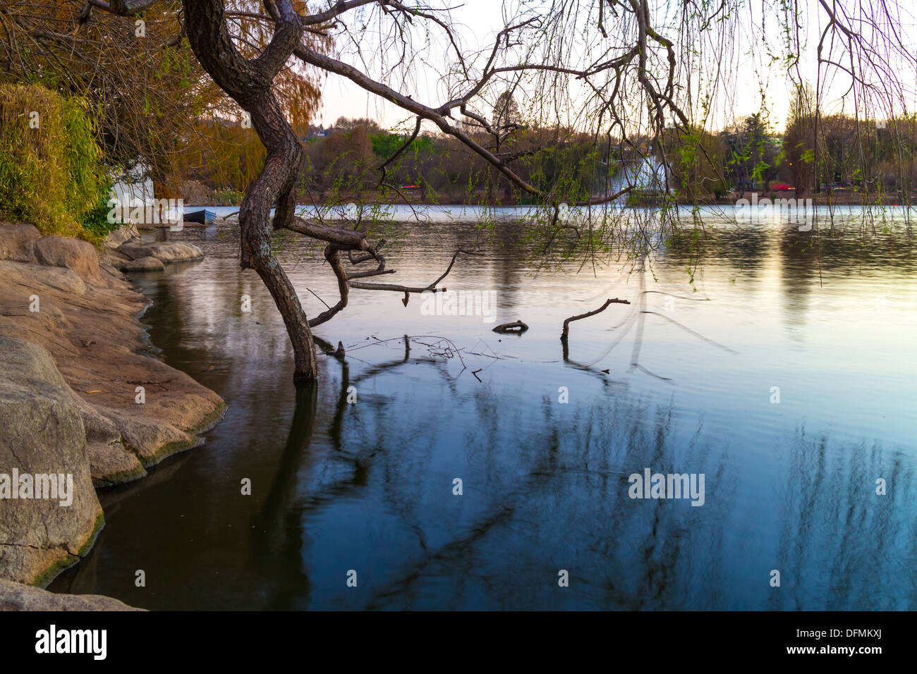 A tree growing on the edge of zoo lake in Johannesburg, South Africa ...