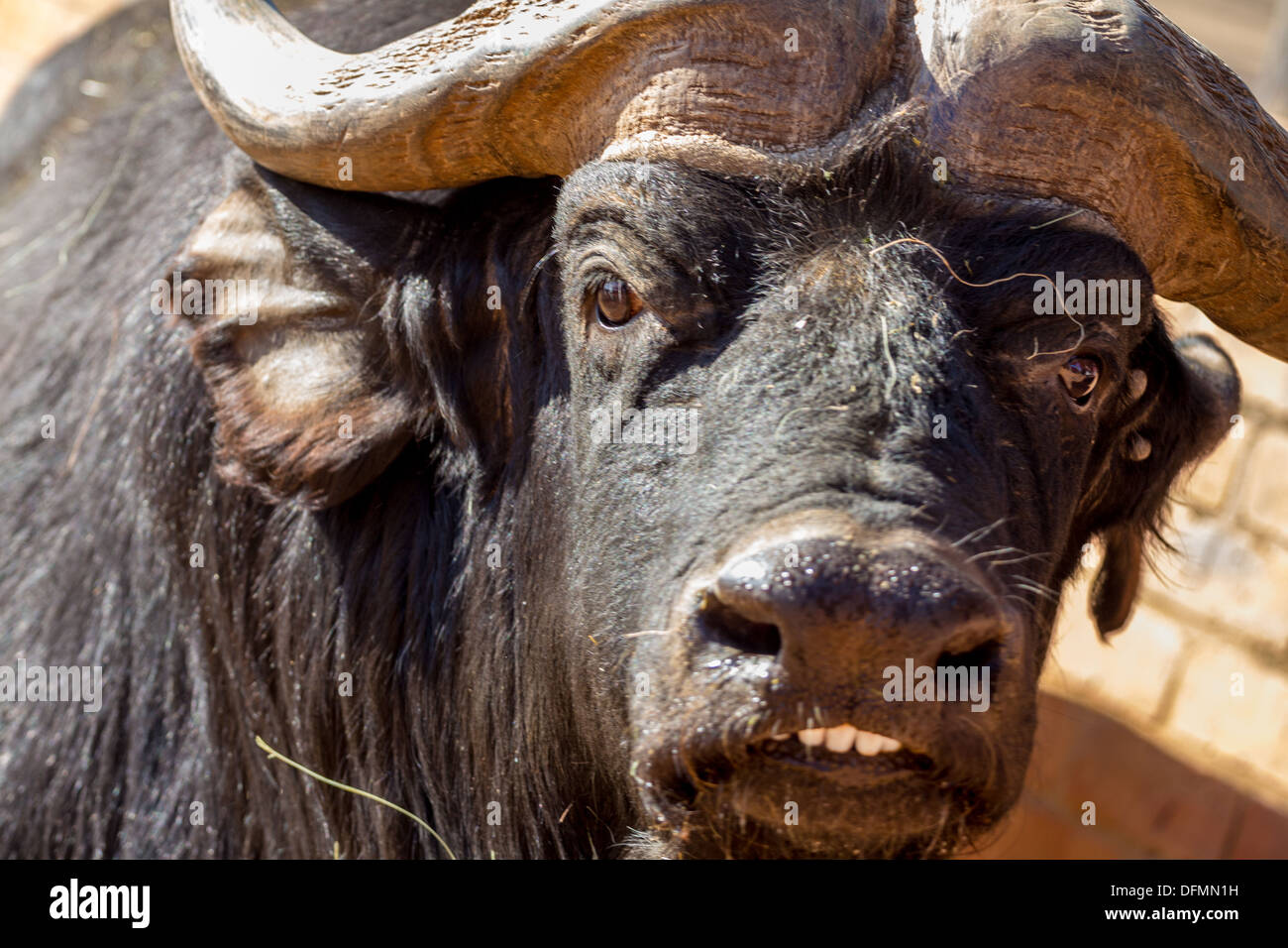 Buffalo teeth hi-res stock photography and images - Alamy