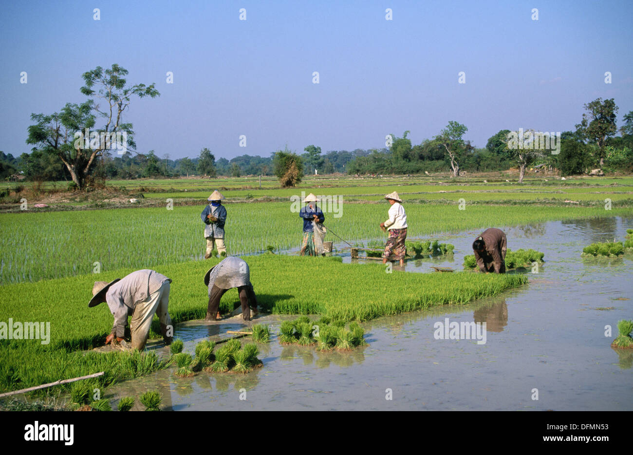 Vientiane rice fields hi-res stock photography and images - Alamy