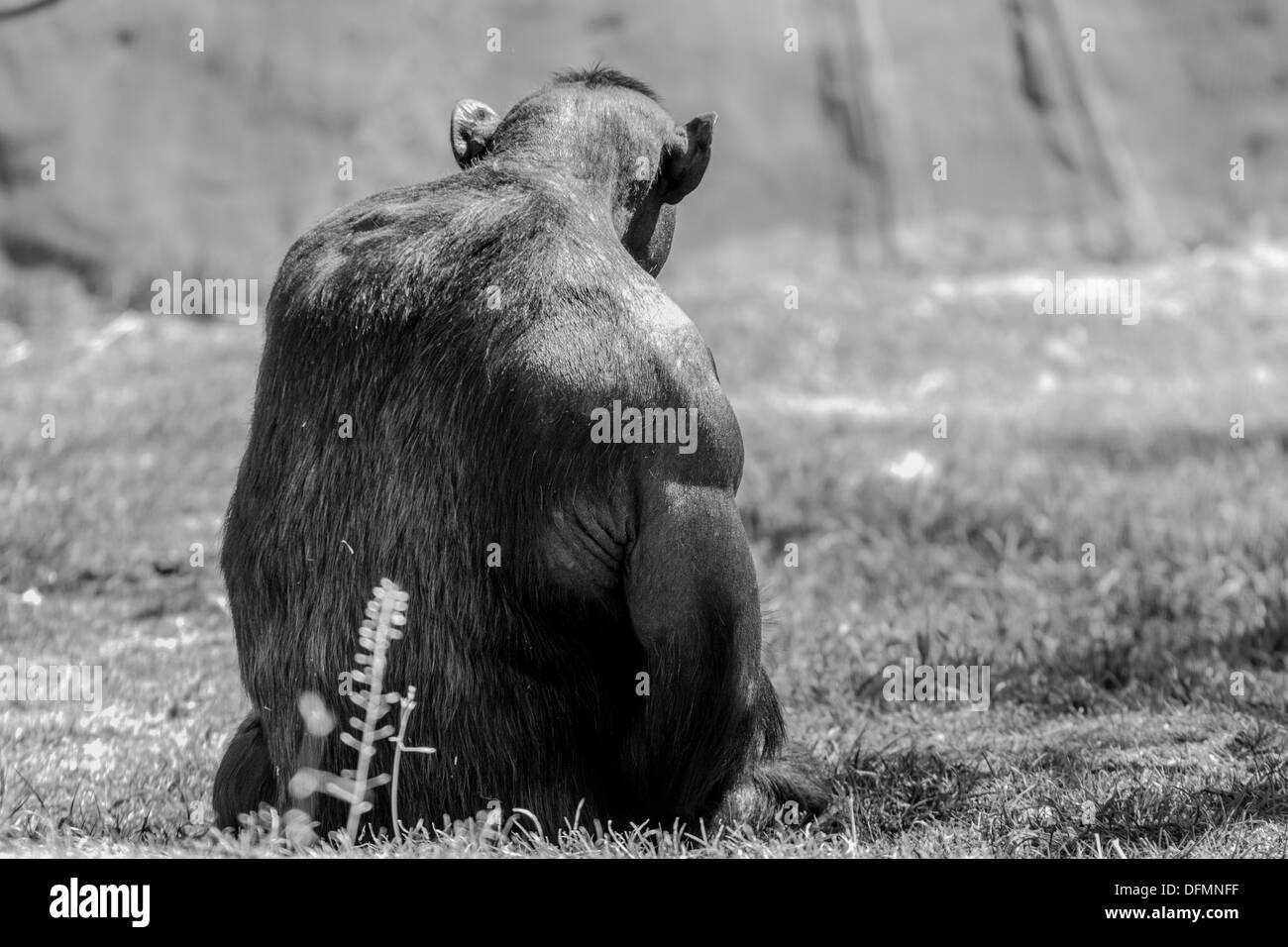 Monkey ape chimpanzee chimp Black and White Stock Photos & Images - Alamy