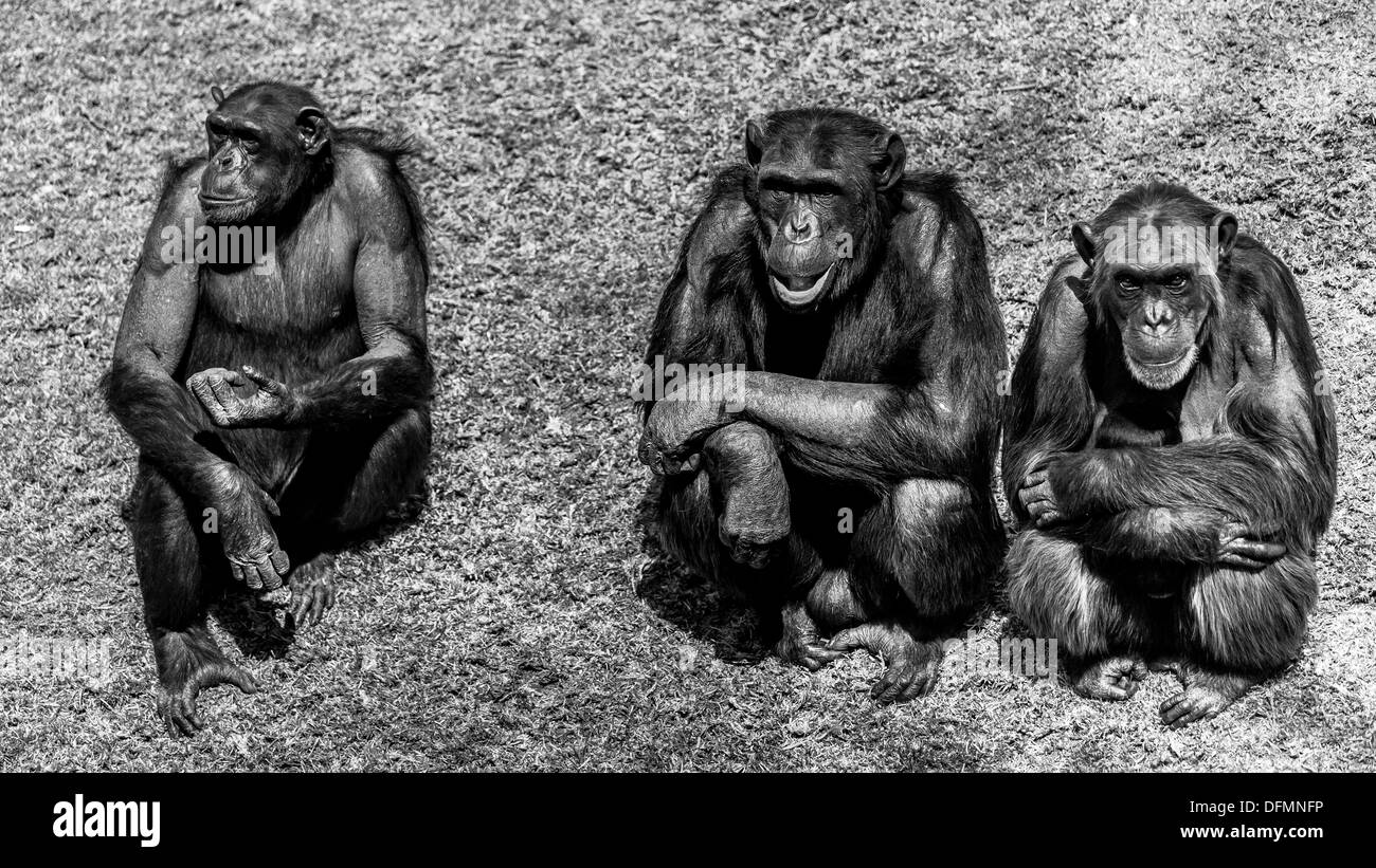 Three chimps sitting next to eachother Stock Photo - Alamy