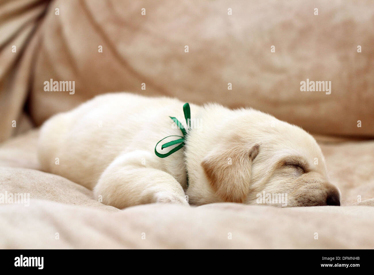 sleeping yellow labrador puppy on the pale background Stock Photo - Alamy