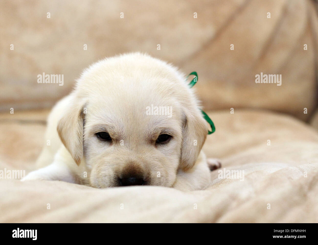 sweet yellow labrador puppy on the pale background Stock Photo - Alamy