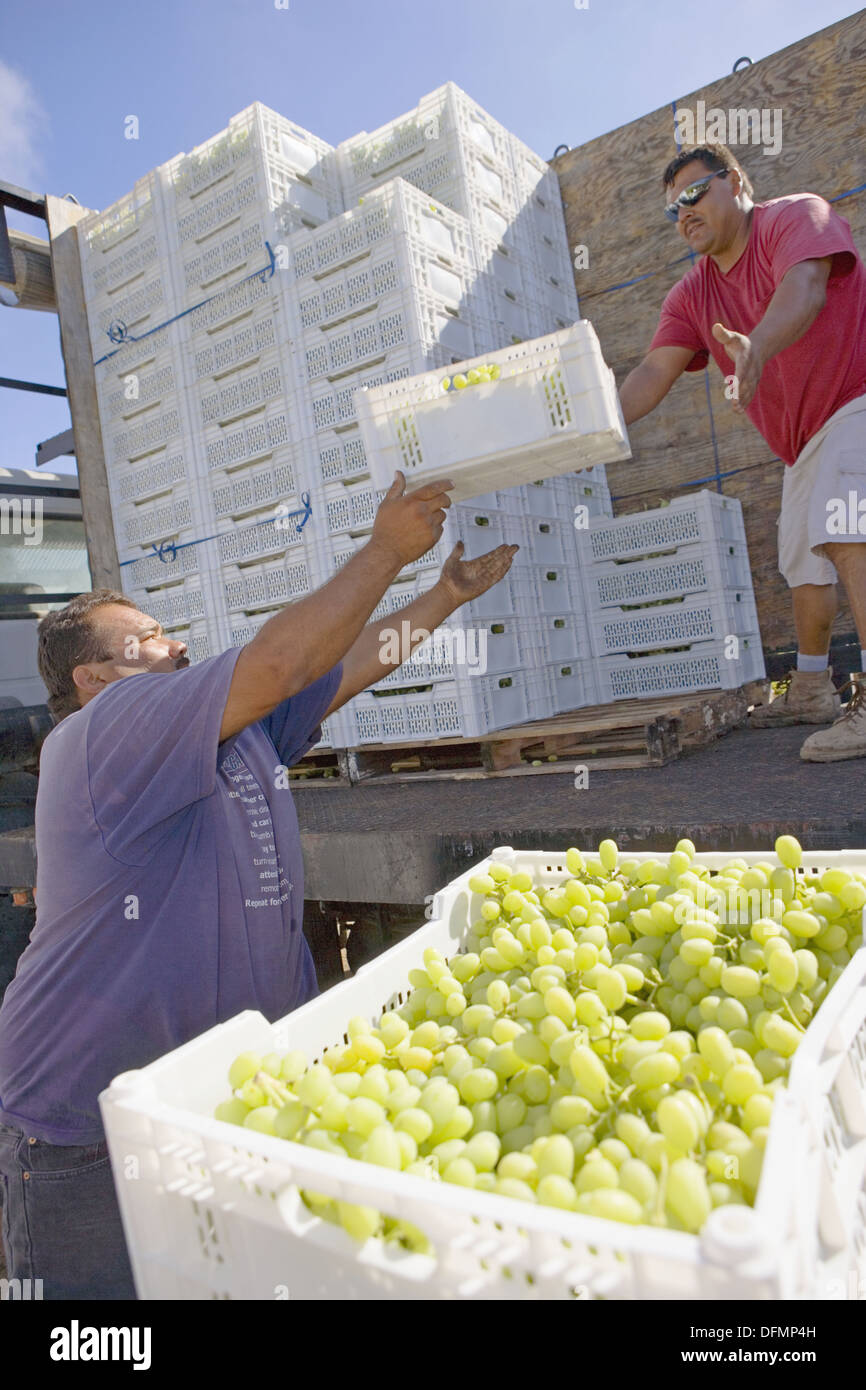 Grape pickers california hi-res stock photography and images - Alamy