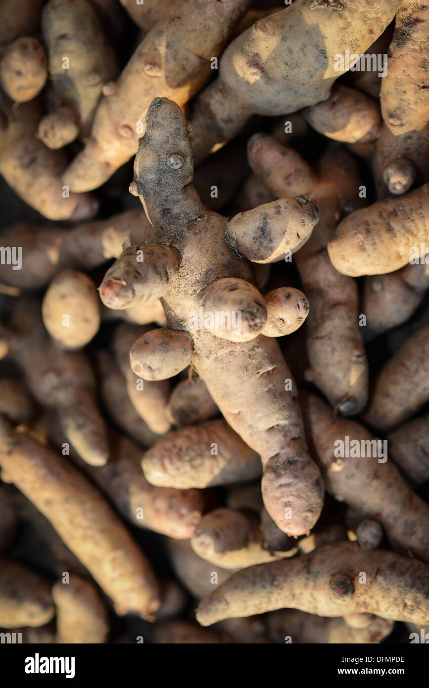 Bamberg, Germany. 07th Oct, 2013. Potatos of the 'Bamberg potato ...