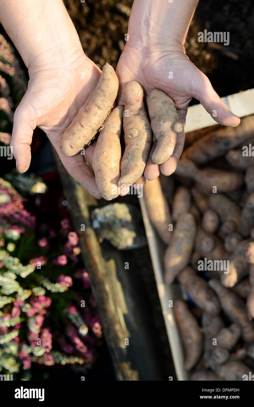 Bamberg, Germany. 07th Oct, 2013. A gardener holds potatos of the ...