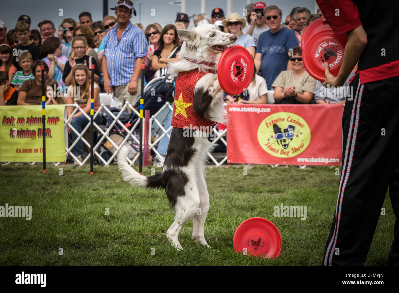 Stunt dog show, "Extreme Canines", Great New York State Fair Stock ...