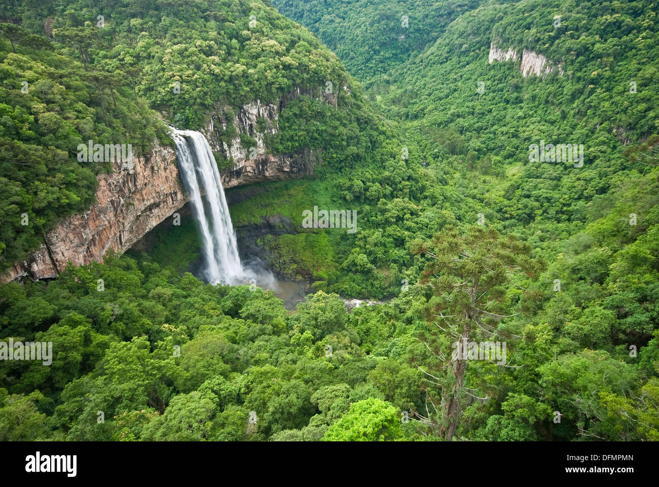 Canela brasil hi-res stock photography and images - Alamy