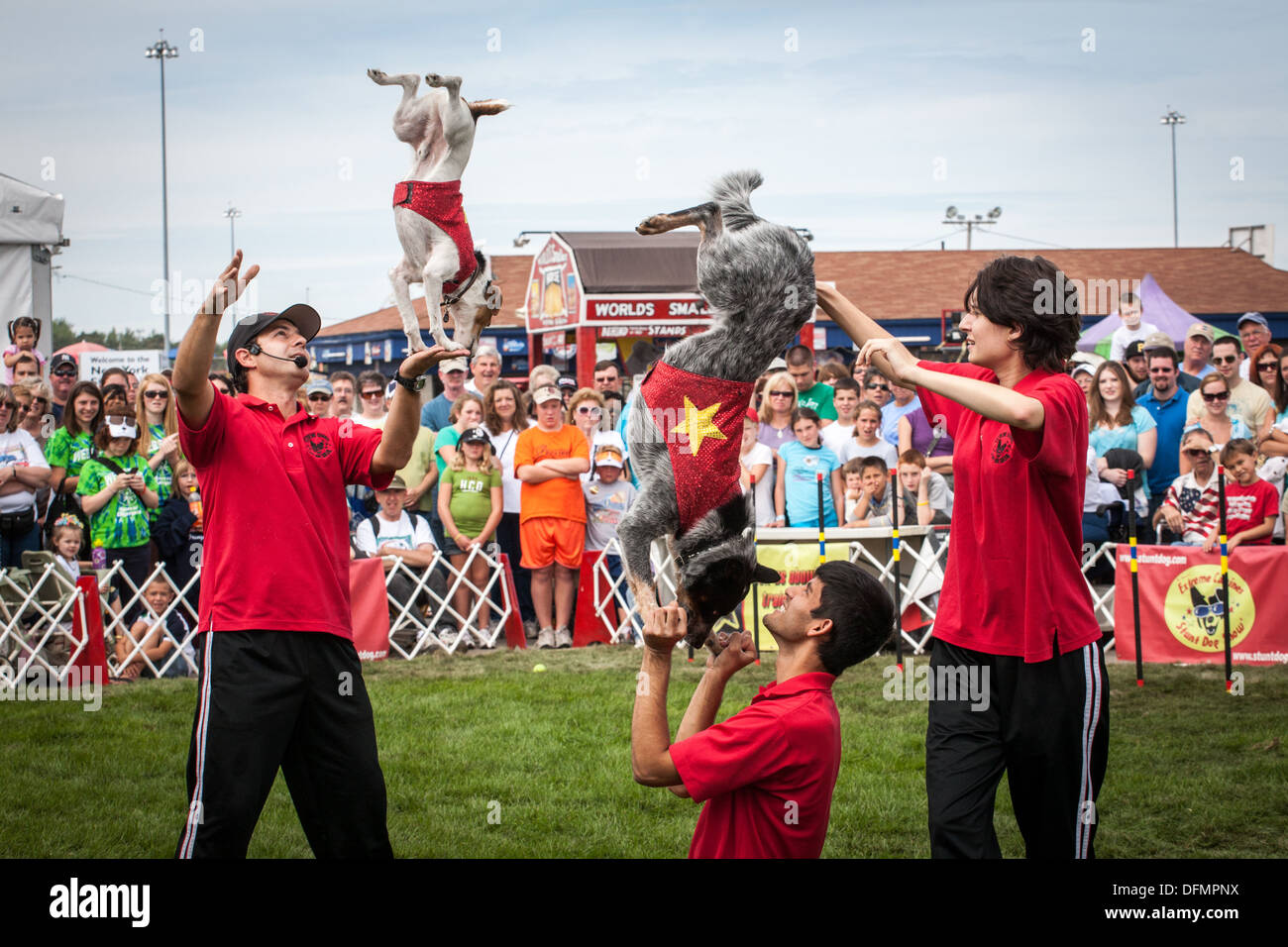 Stunt dog show, "Extreme Canines", Great New York State Fair Stock ...