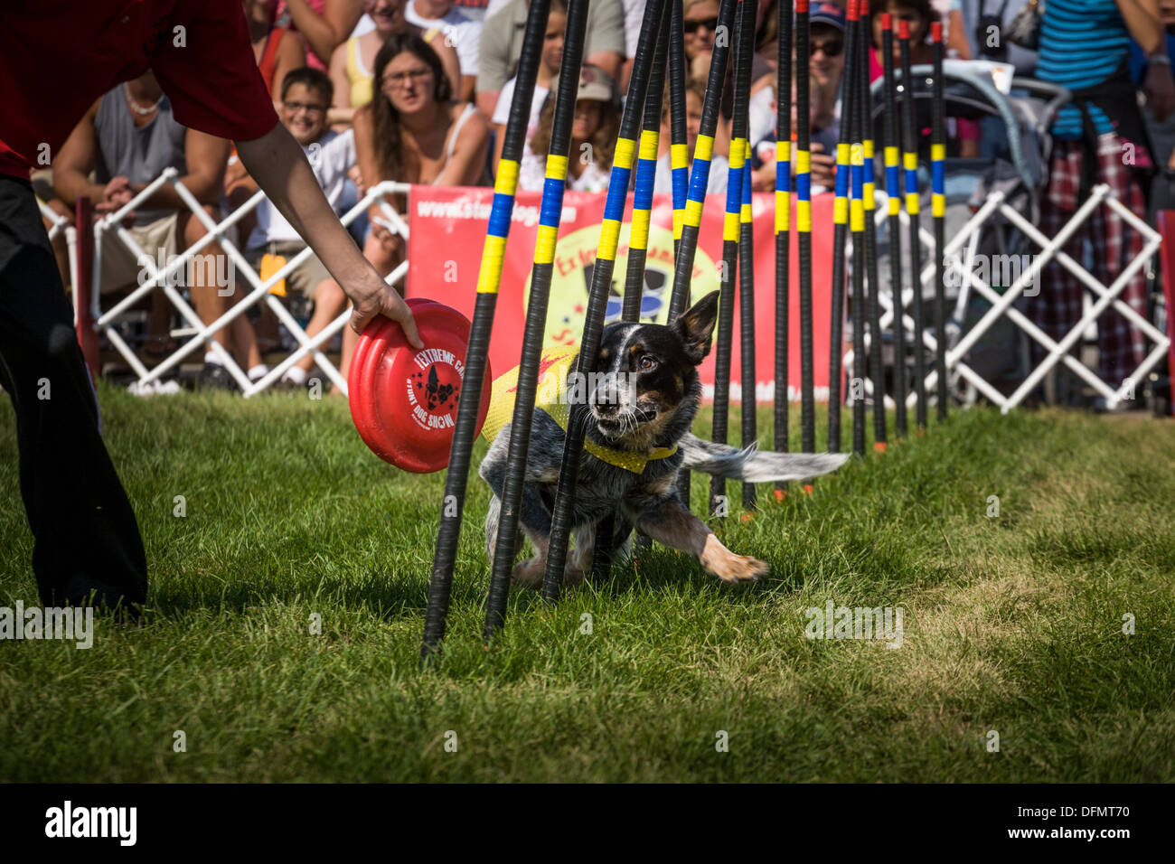 Stunt dog show, "Extreme Canines", Great New York State Fair Stock ...