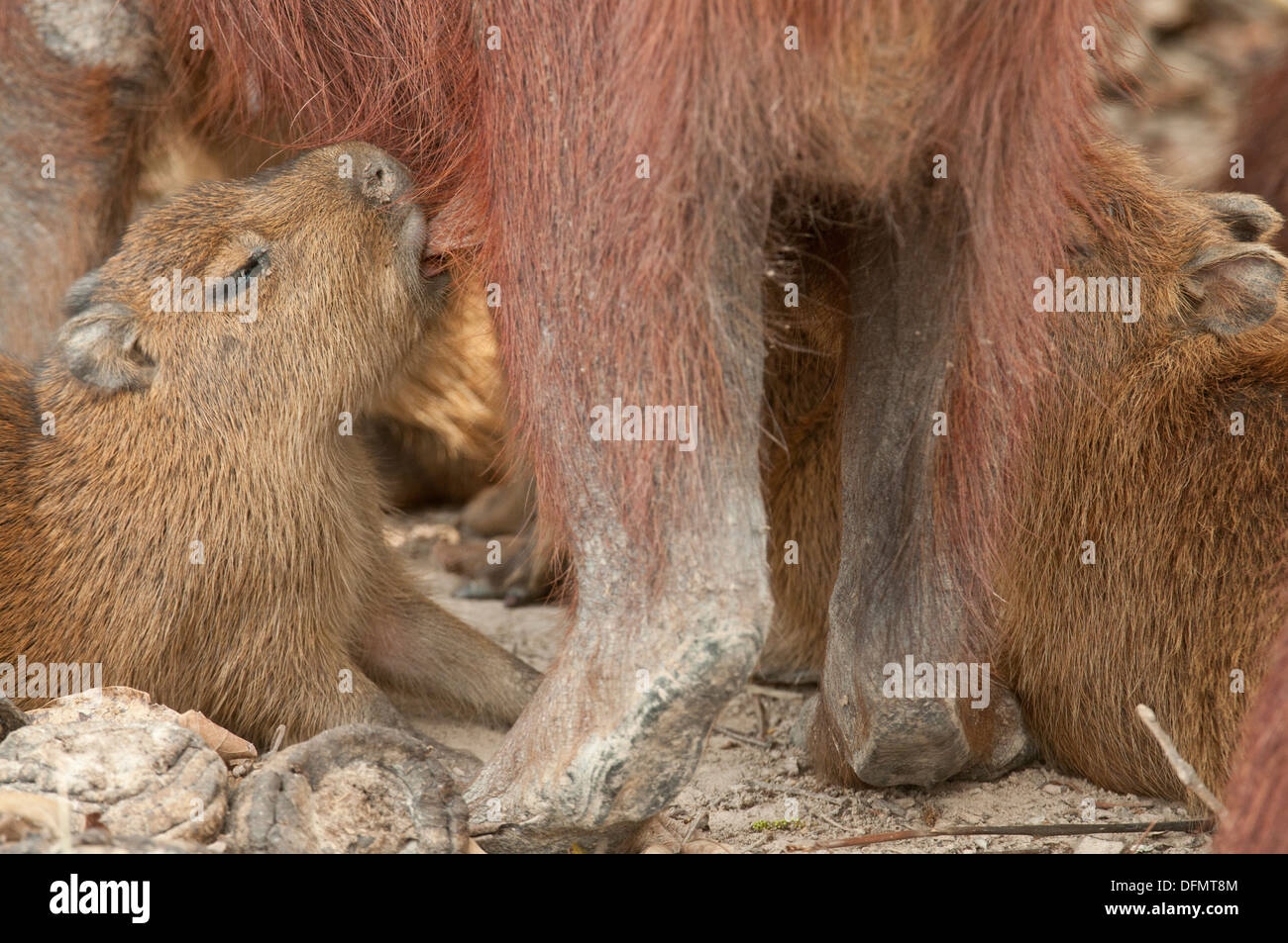Stock photo of capybaras nursing Stock Photo - Alamy
