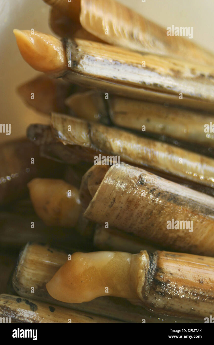 Razor shells image hi-res stock photography and images - Alamy