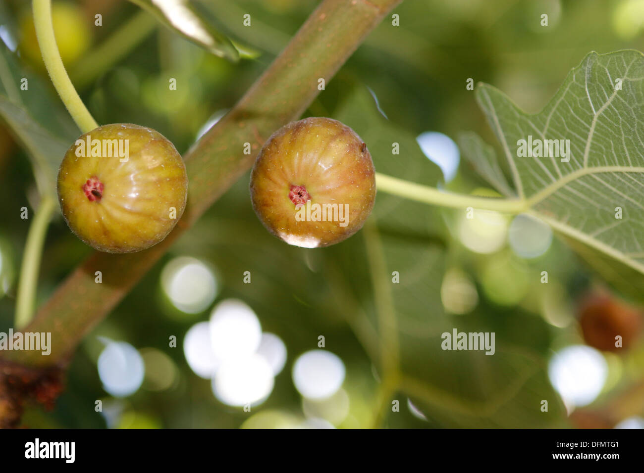 Figs on tree branch Stock Photo - Alamy