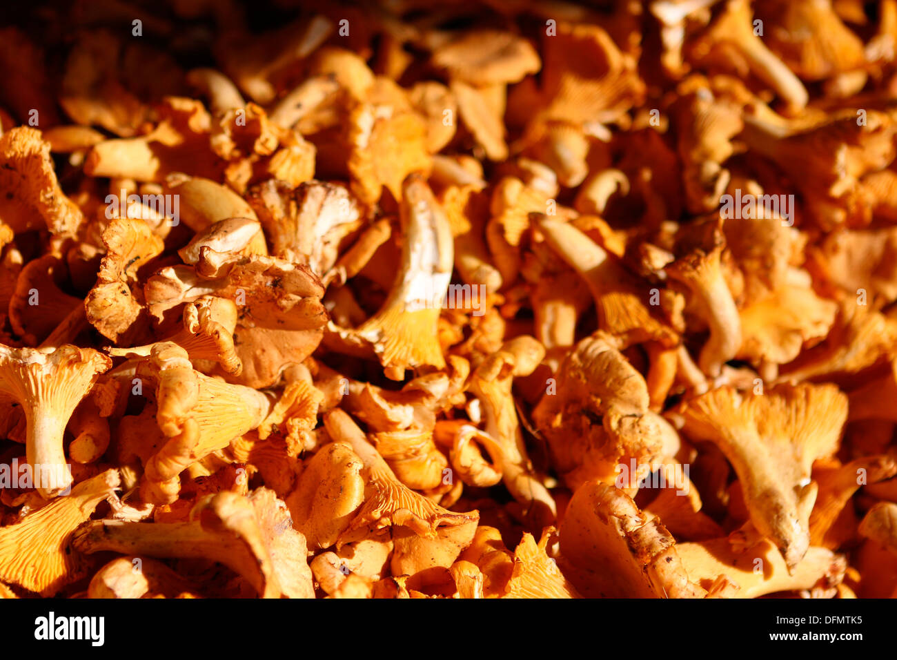 Girolle golden cantharellus mushroom girolles chanterelles orange ...