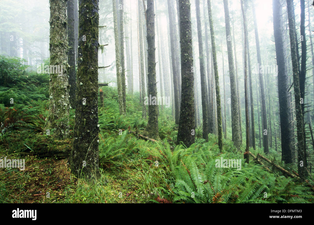 Oregon coast cascade head hi-res stock photography and images - Alamy