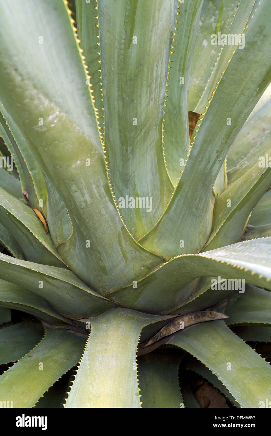 Agave L High Resolution Stock Photography and Images - Alamy