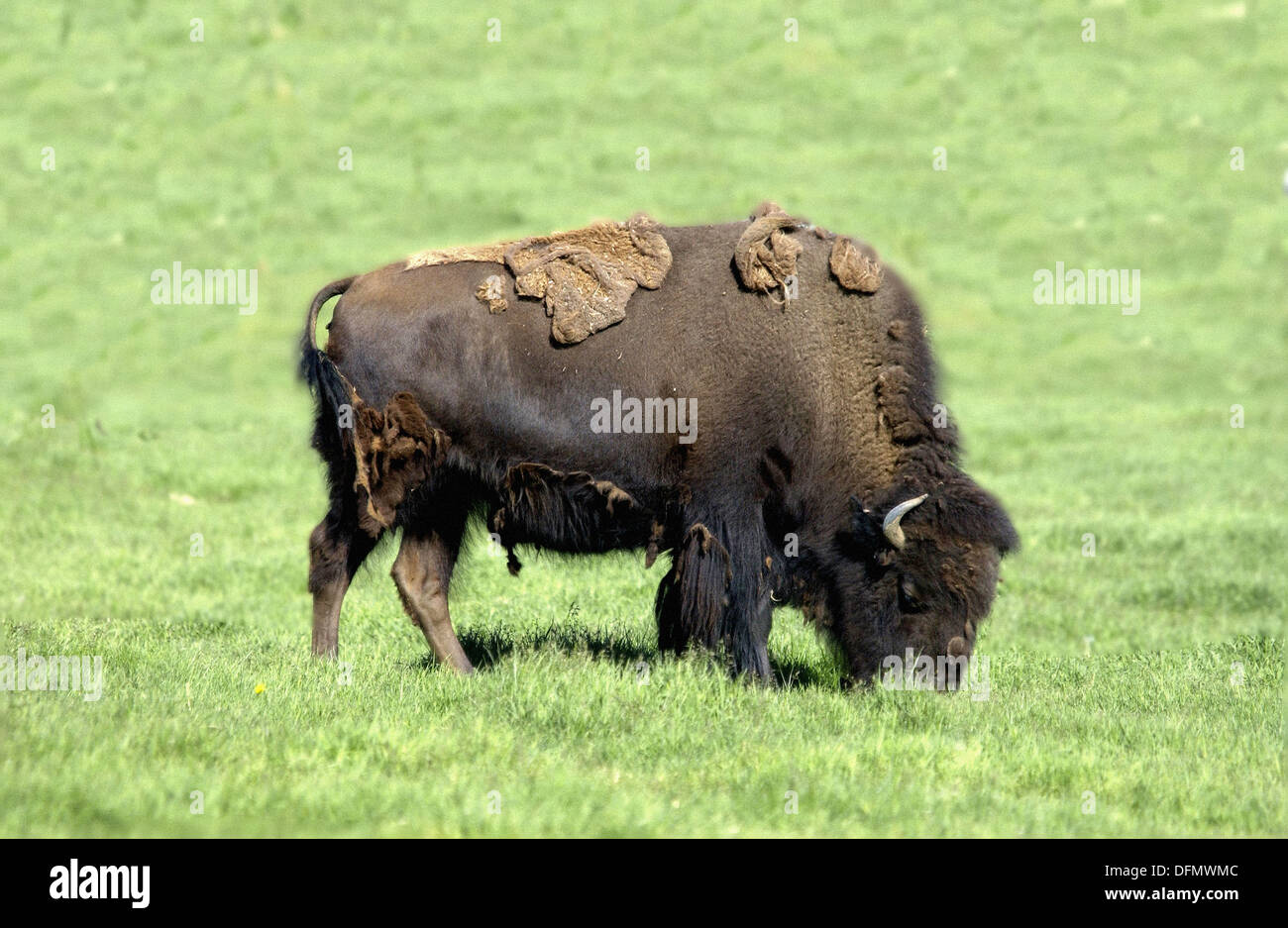 American buffalo or bison hi-res stock photography and images - Alamy