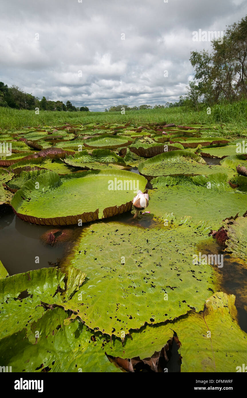 Lake Vitória-régia or victória-régia (Victoria amazonica) species ...