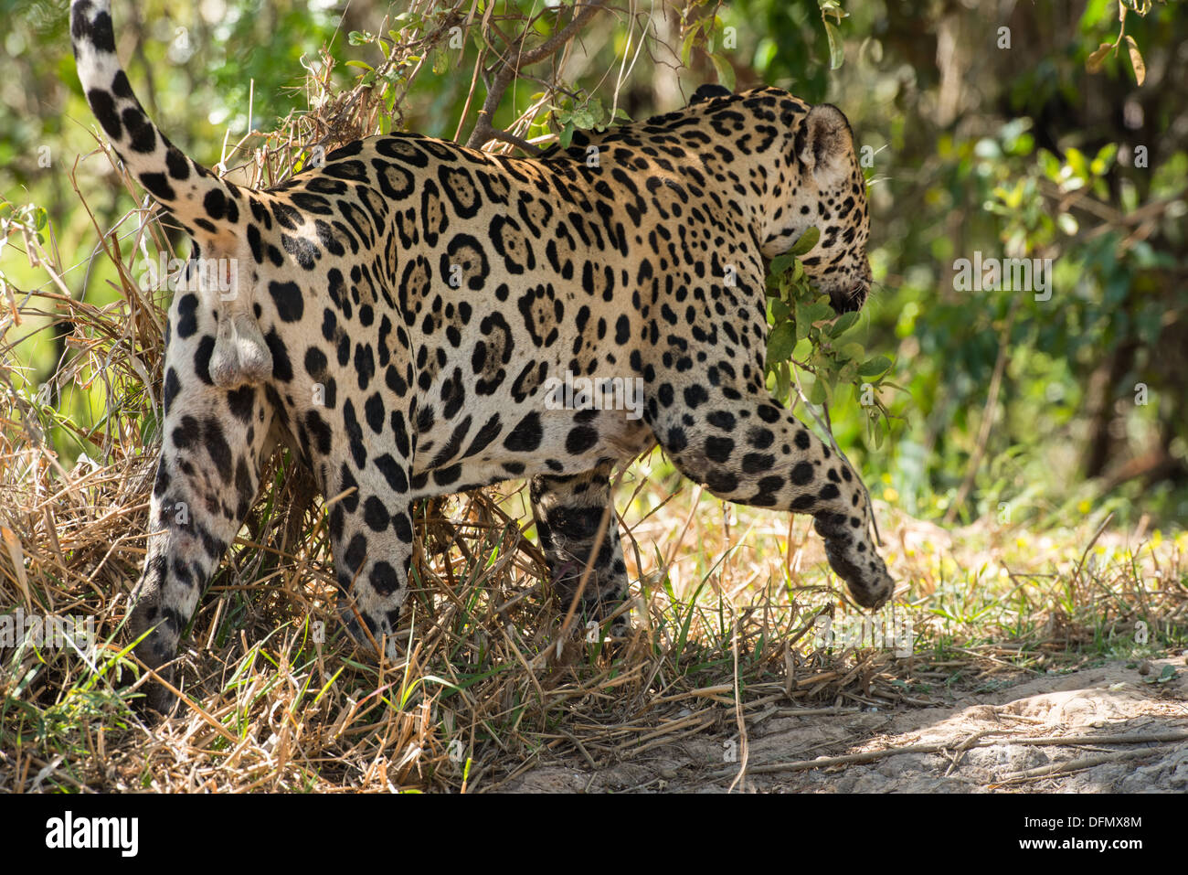 Stock photography of jaguar hi-res stock photography and images - Alamy