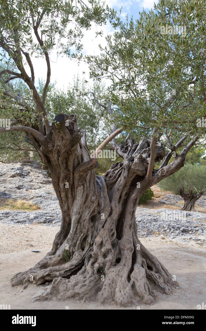 Olive tree olea europaea branches hi-res stock photography and images ...