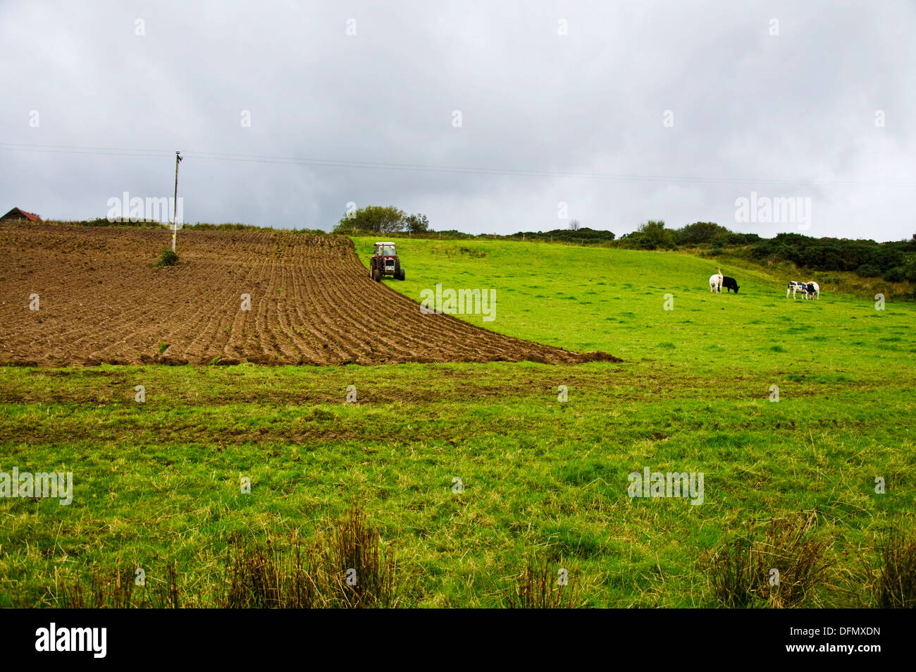 Farmers ploughing a field with cattle hi-res stock photography and ...
