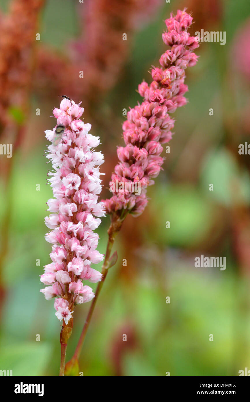 Persicaria affinis flowers close up England UK Stock Photo - Alamy
