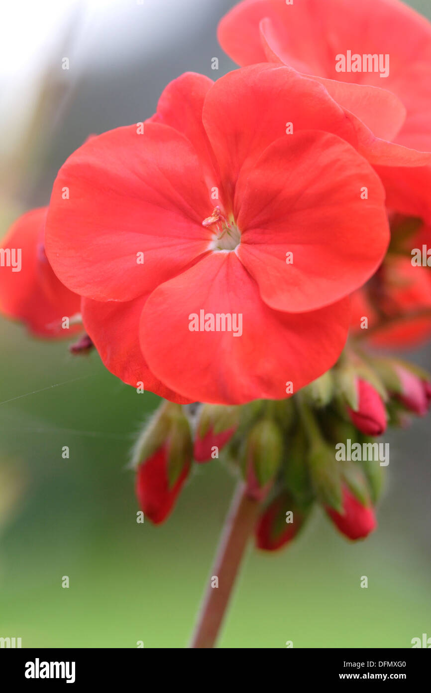 Zonal hi-res stock photography and images - Alamy