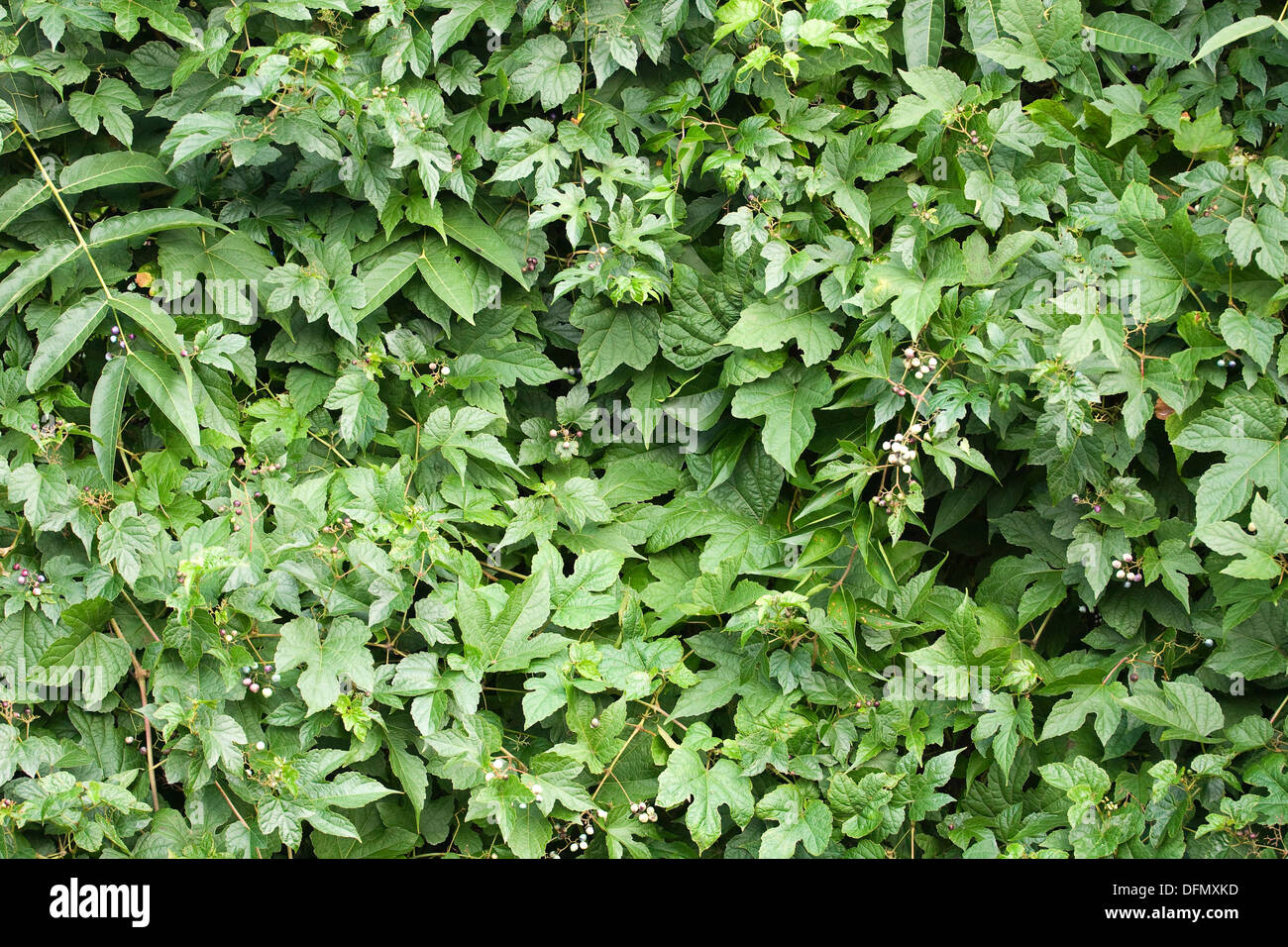 Overgrown with foliage hi-res stock photography and images - Alamy