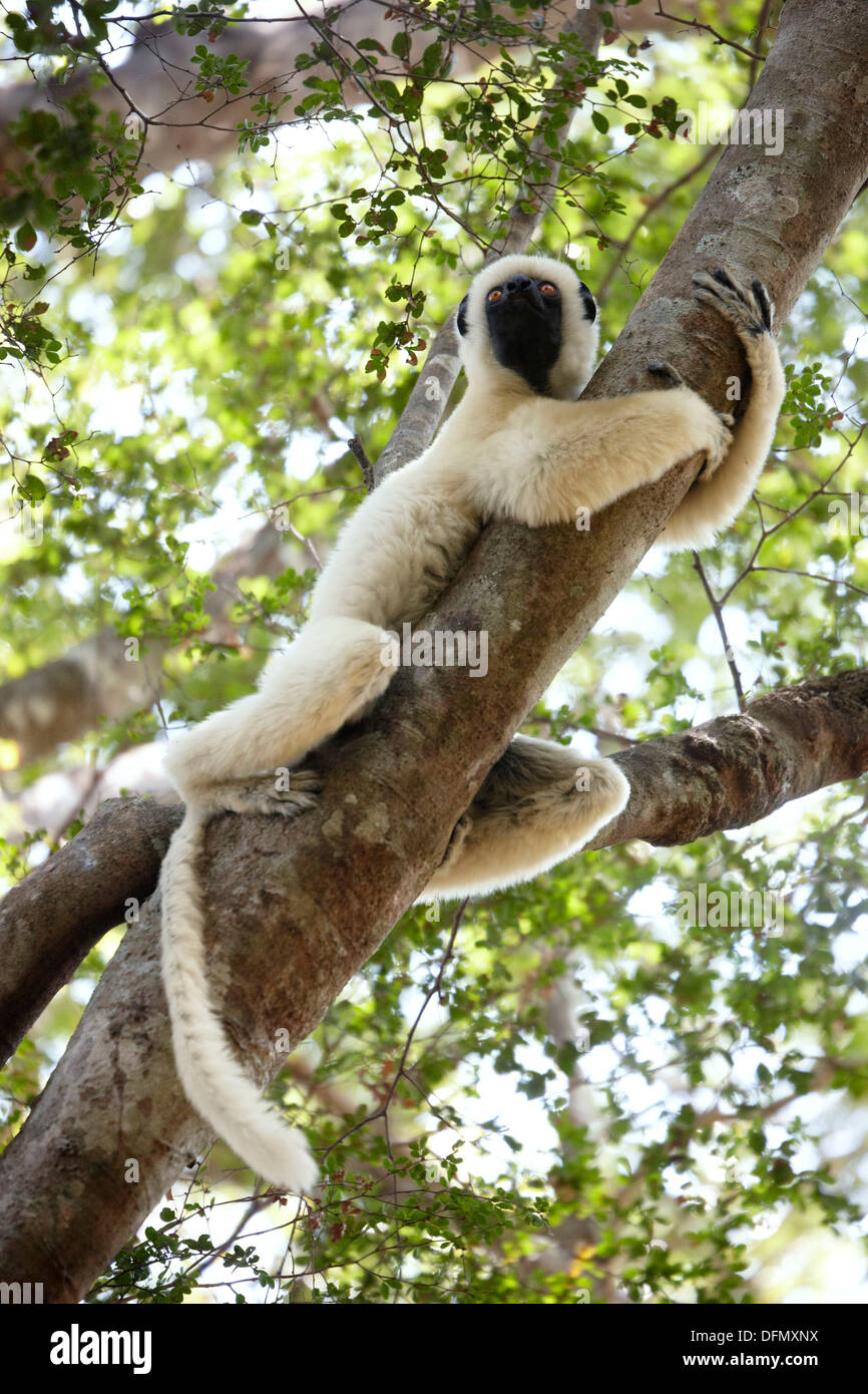 Sifaka (Propithecus sp.), Tsingy de Bemaraha National Park, Mahajanga ...