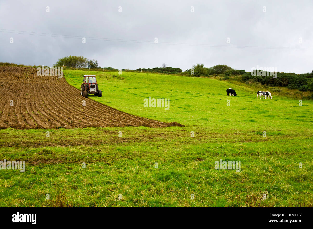 Farmers ploughing a field with cattle hi-res stock photography and ...