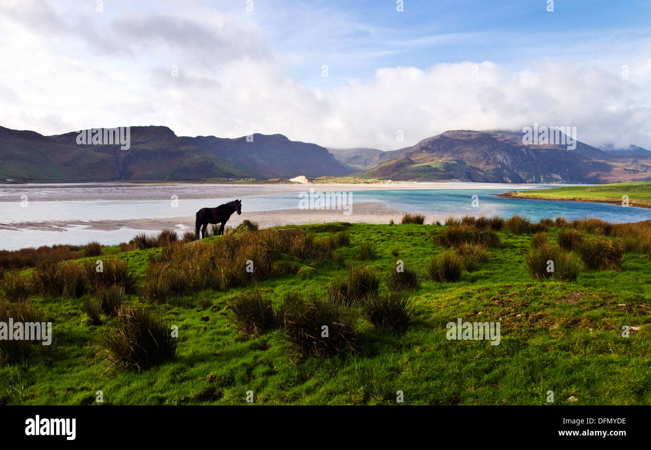 Ireland horse horses wild atlantic way hi-res stock photography and ...