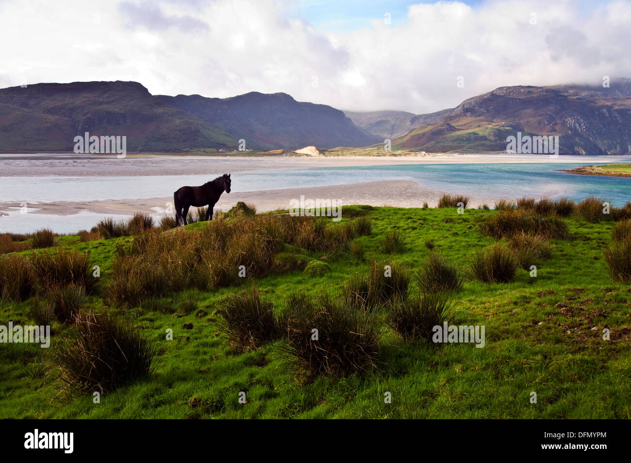 Black horse ireland hi-res stock photography and images - Alamy