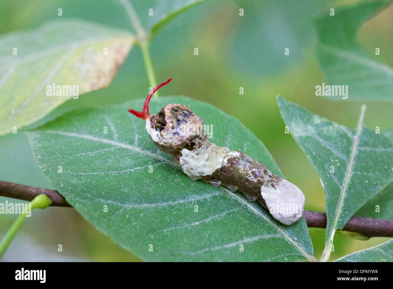 Giant swallowtail butterfly caterpillar on hop tree leaf. Defensive ...