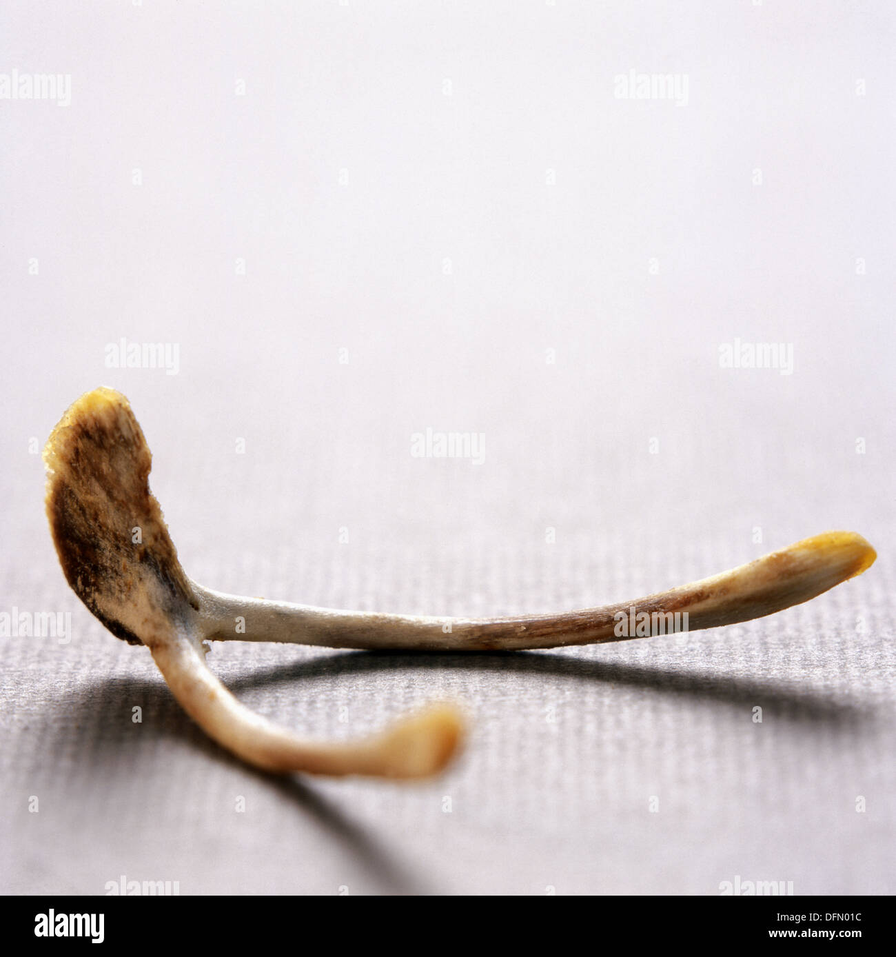 Lucky wish bone hi-res stock photography and images - Alamy