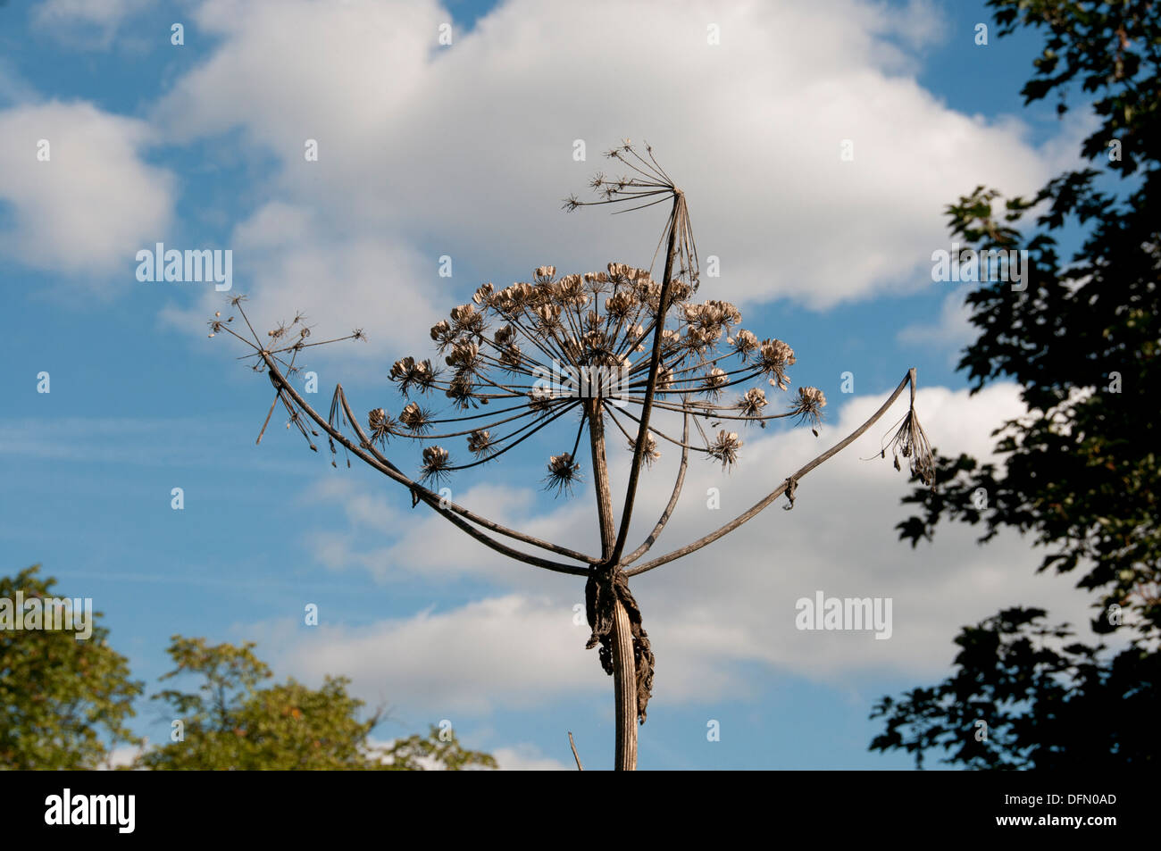 Hackney, London 2013. Hackney Marshes . Giant hogweed Stock Photo - Alamy