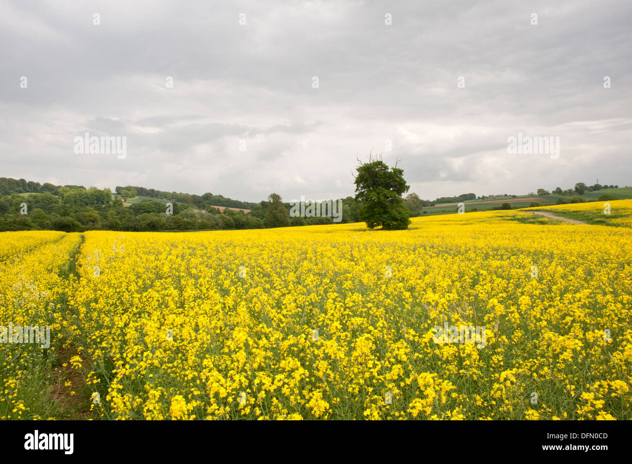 Rapeseed, Brassica napus, growing in a field, Temple Guiting ...