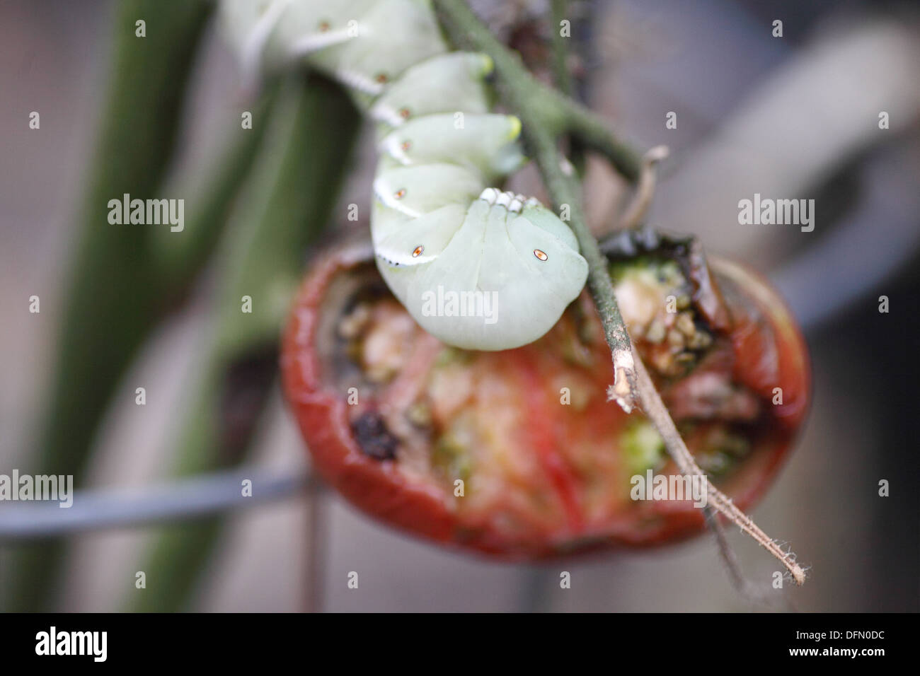 common garden pest with ruined tomato Stock Photo - Alamy