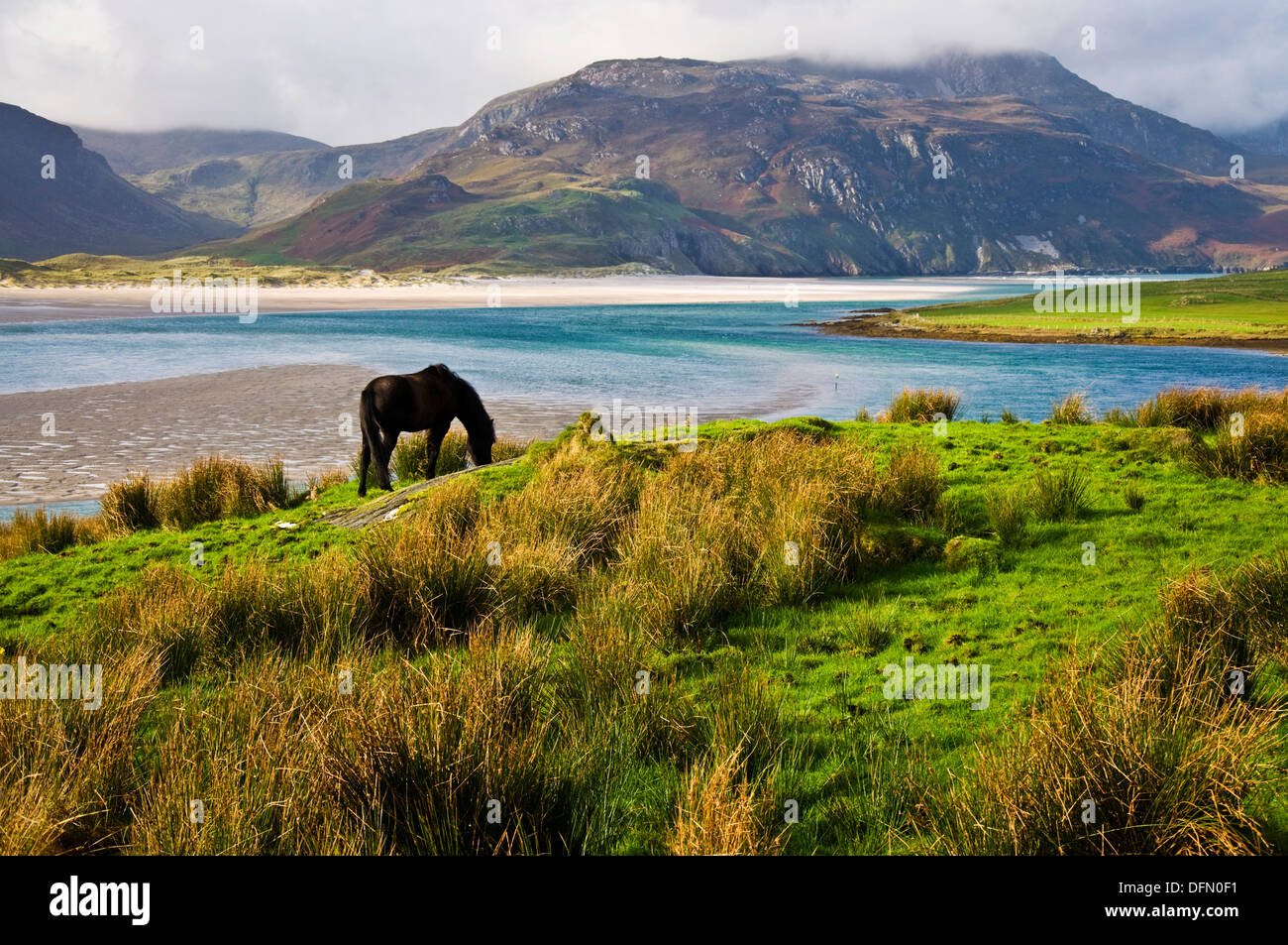 Horse grazing by sea in Donegal Ireland Stock Photo - Alamy
