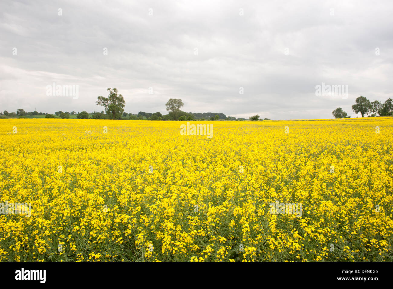 Rapeseed growing in a field hi-res stock photography and images - Alamy