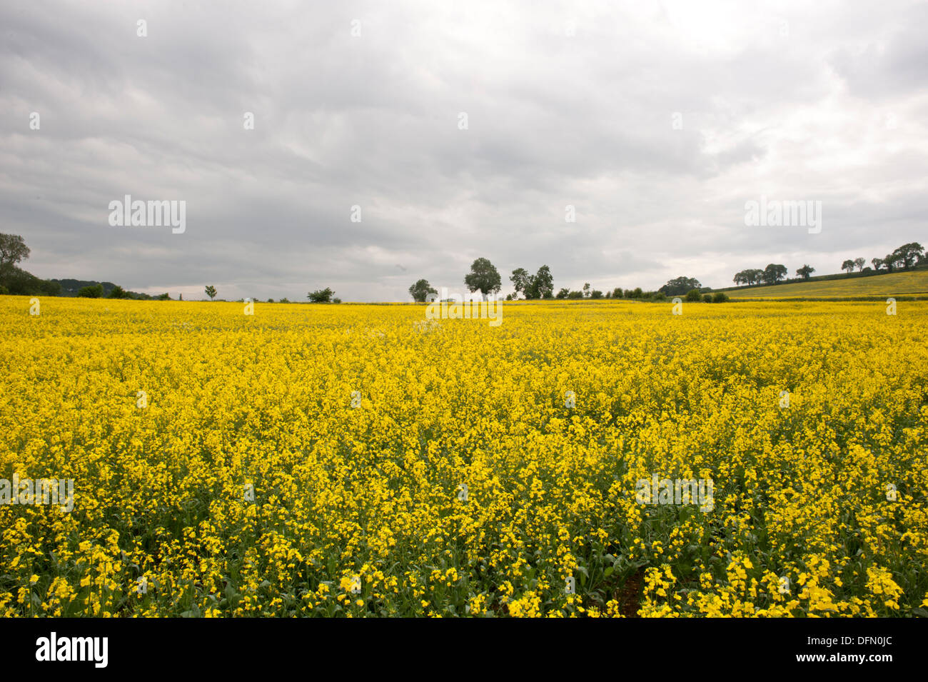 Rapeseed animal feed hi-res stock photography and images - Alamy