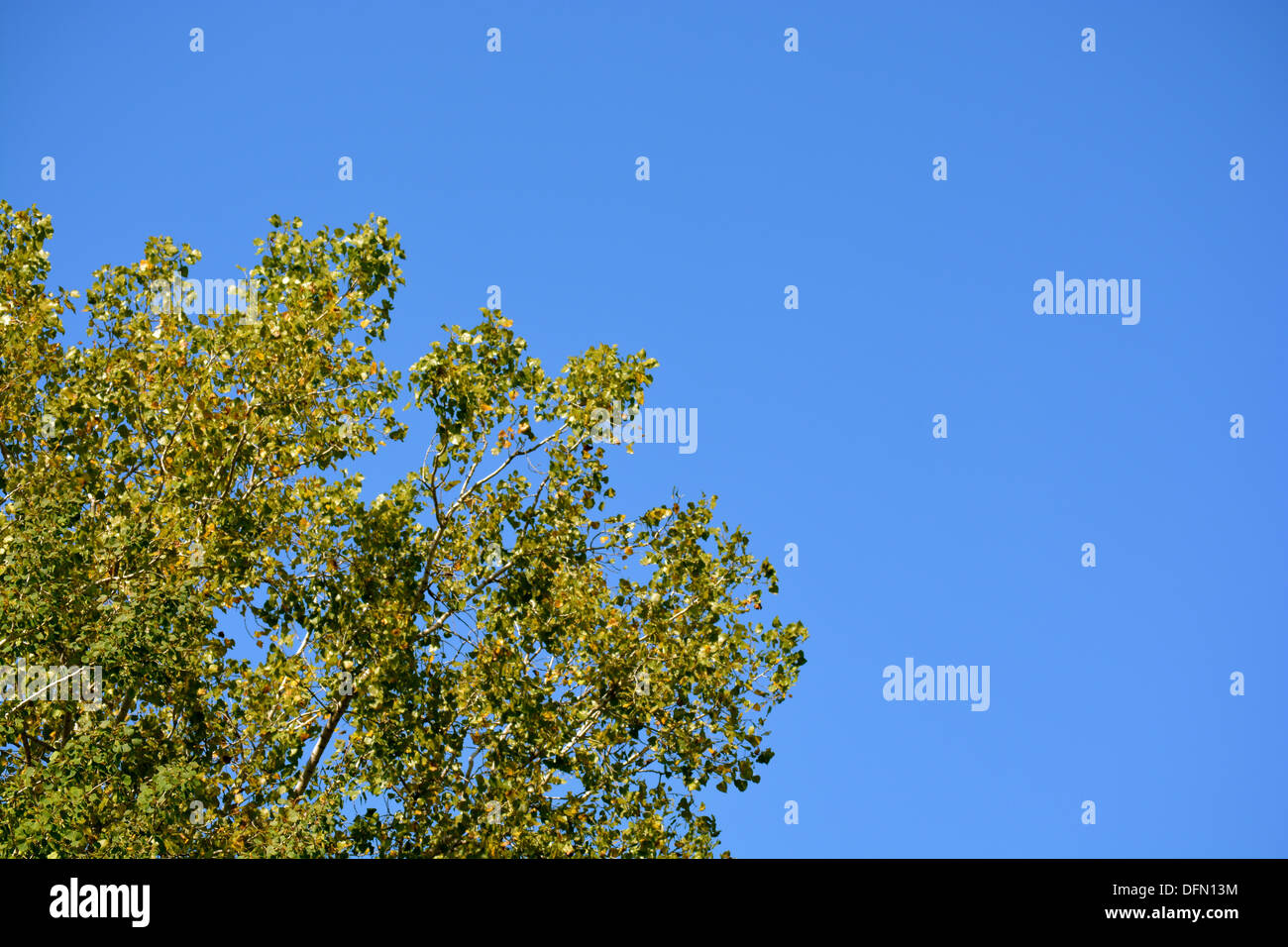 Blue Sky and Tree Background Stock Photo - Alamy